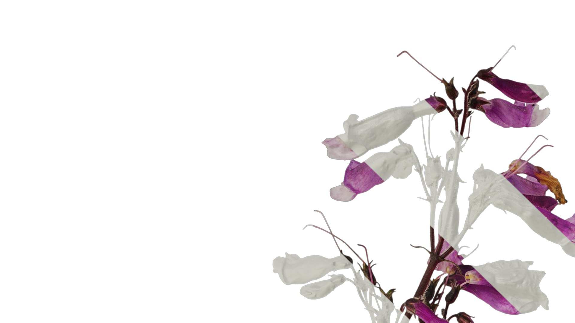 Anydrafts Penstemon Hirsutus Pygmaeus Atlas 01 Textures 3D Model ...