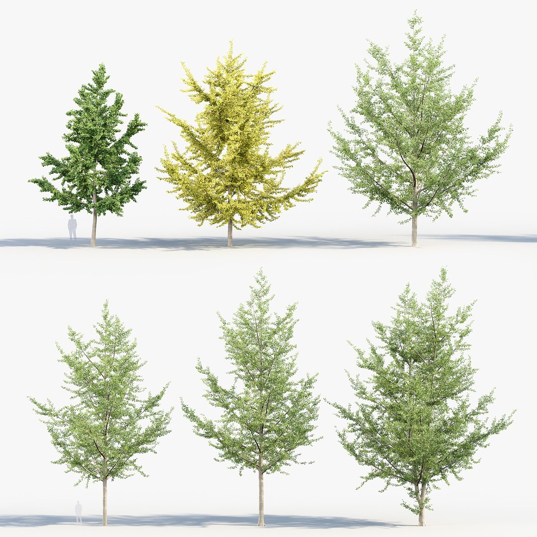 Ginkgo Biloba Maidenhair Trees 02 3D Model - TurboSquid 2081163