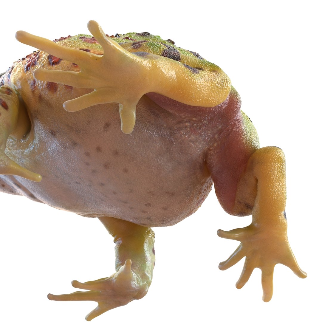pacman frog rigged 3d model