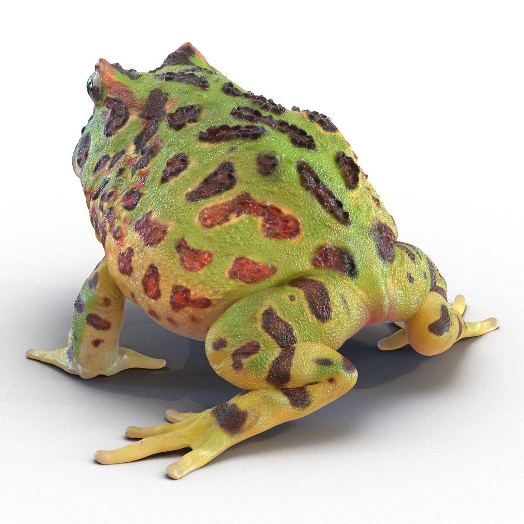 Pacman Frog Rigged 3d Model