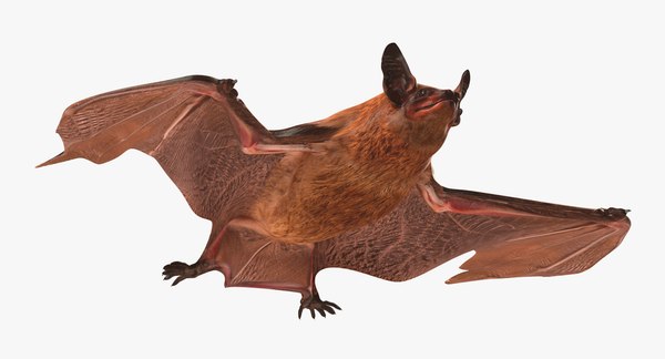 flying bat 2 3d 3ds