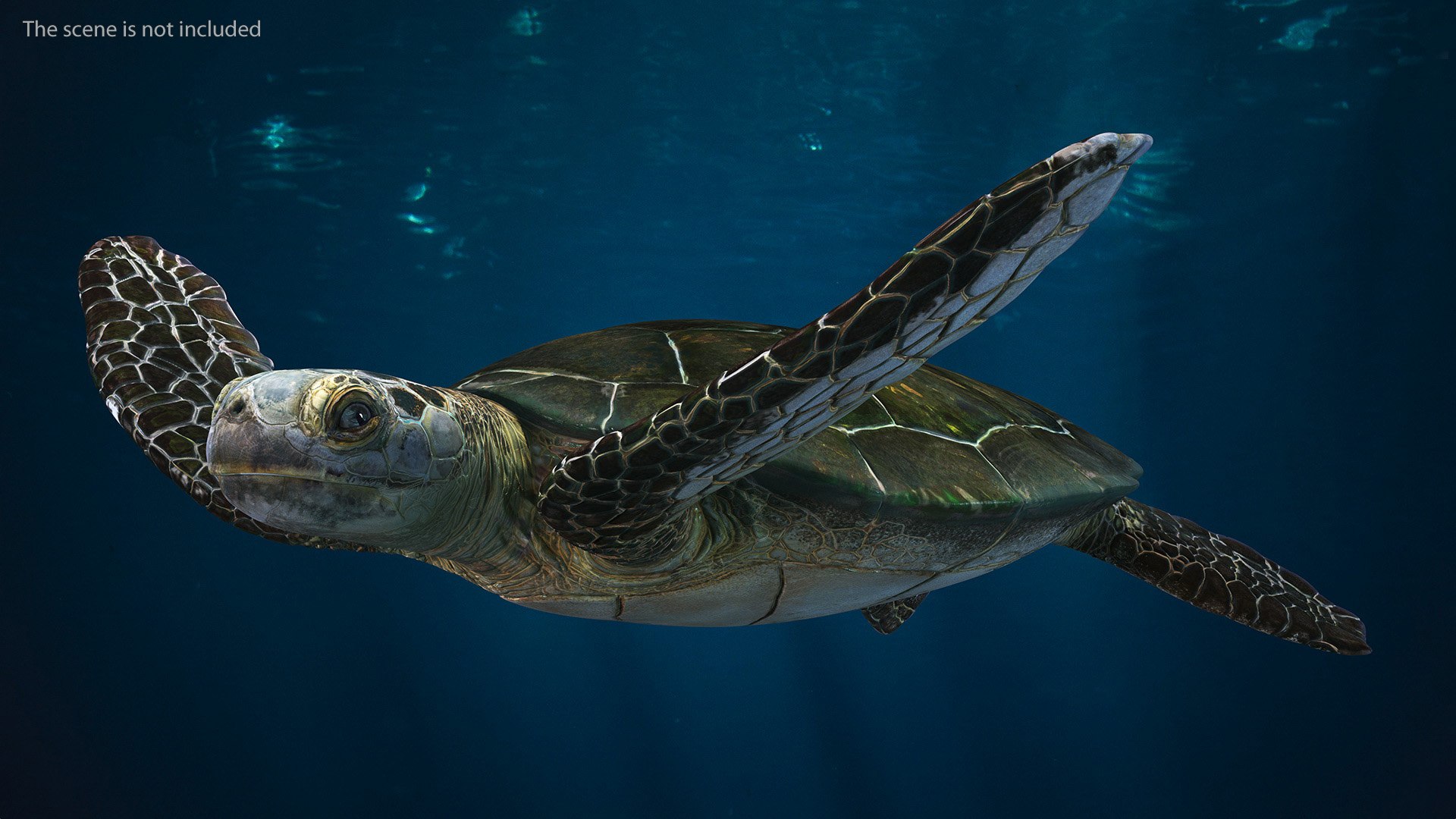 Realistic Sea Turtle Rigged For Maya Model - TurboSquid 2226219