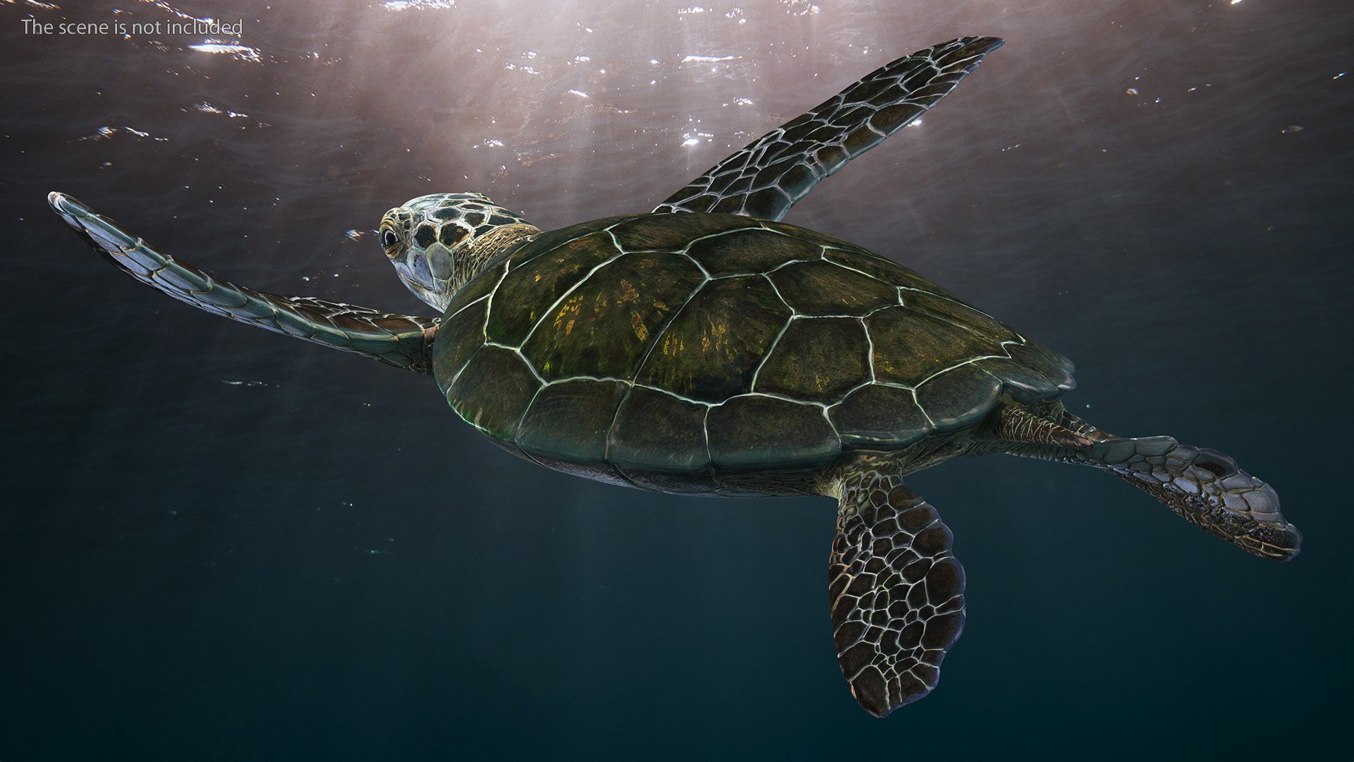 Realistic Sea Turtle Rigged For Maya Model - TurboSquid 2226219