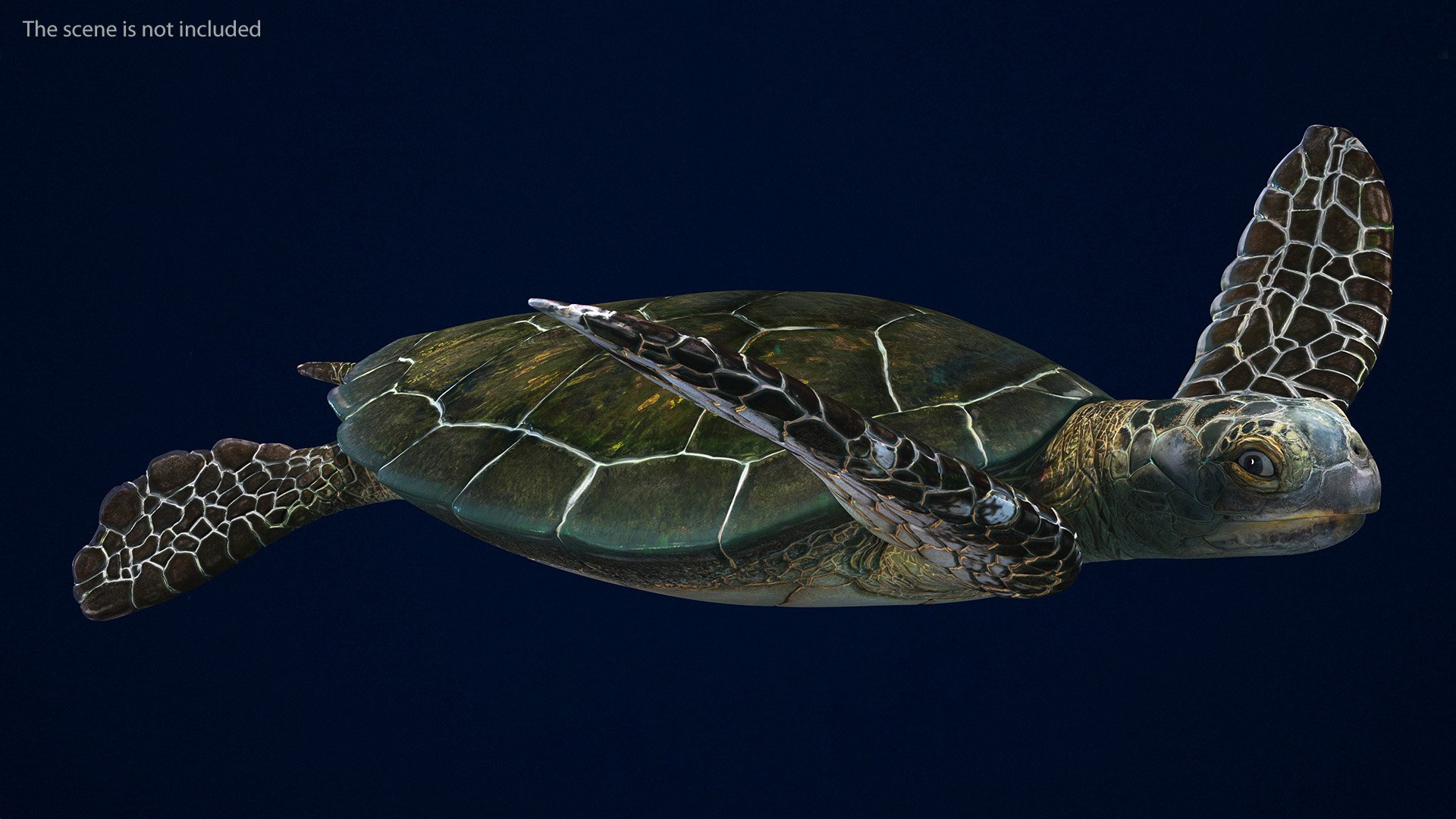 Realistic Sea Turtle Rigged For Maya Model - TurboSquid 2226219