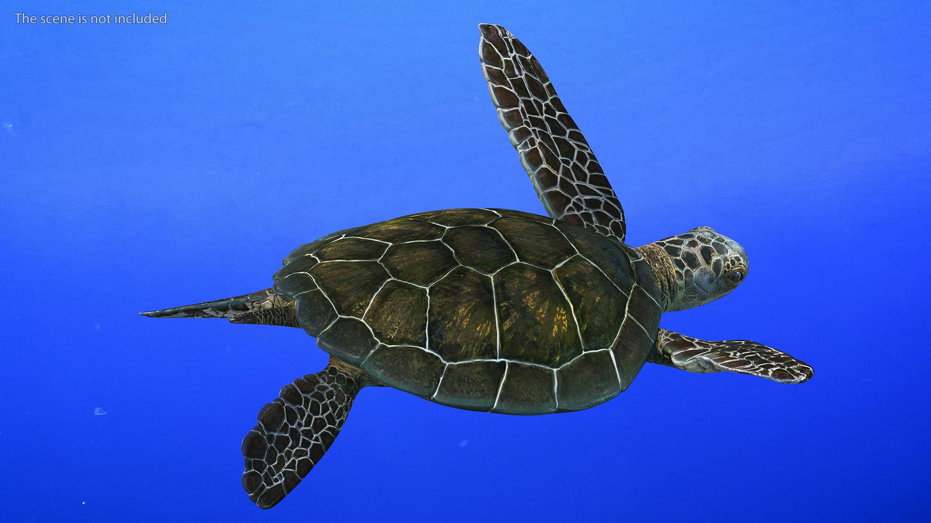 Realistic Sea Turtle Rigged For Maya Model - TurboSquid 2226219