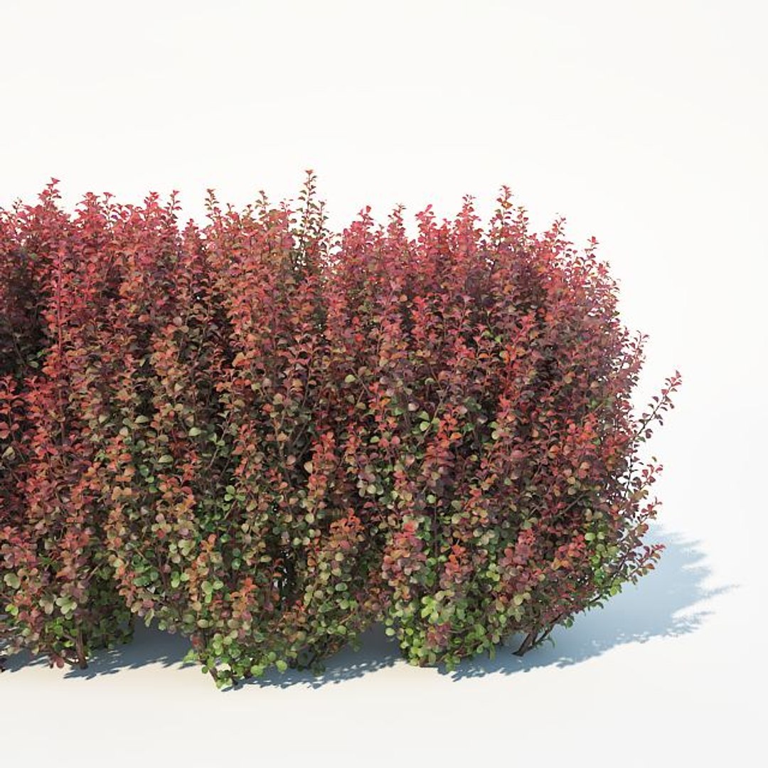 6 hedge model - TurboSquid 1325124