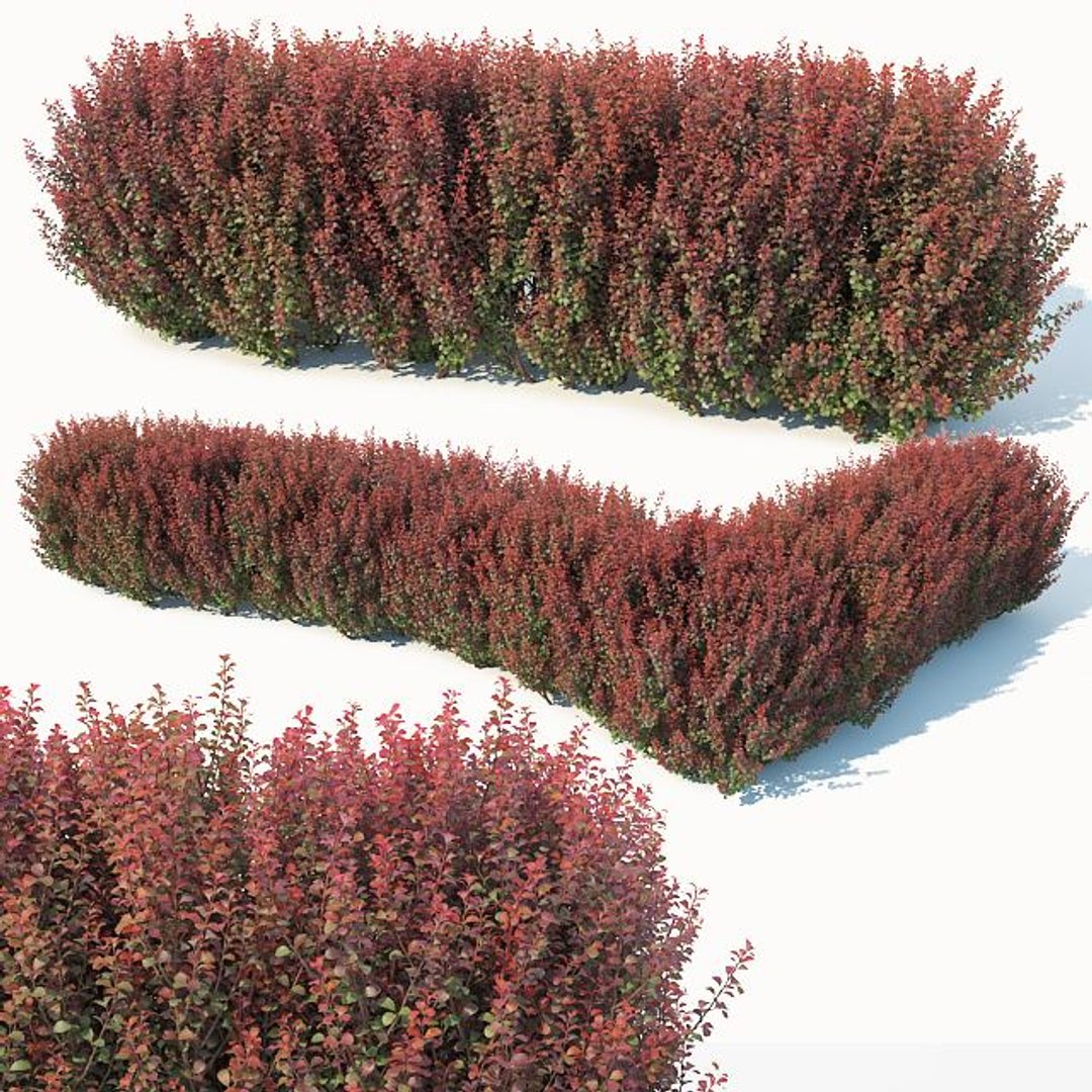 6 hedge model - TurboSquid 1325124