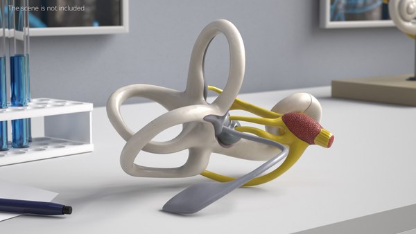 Knöchernes Labyrinth des menschlichen Innenohrs (medizinisches Modell ...