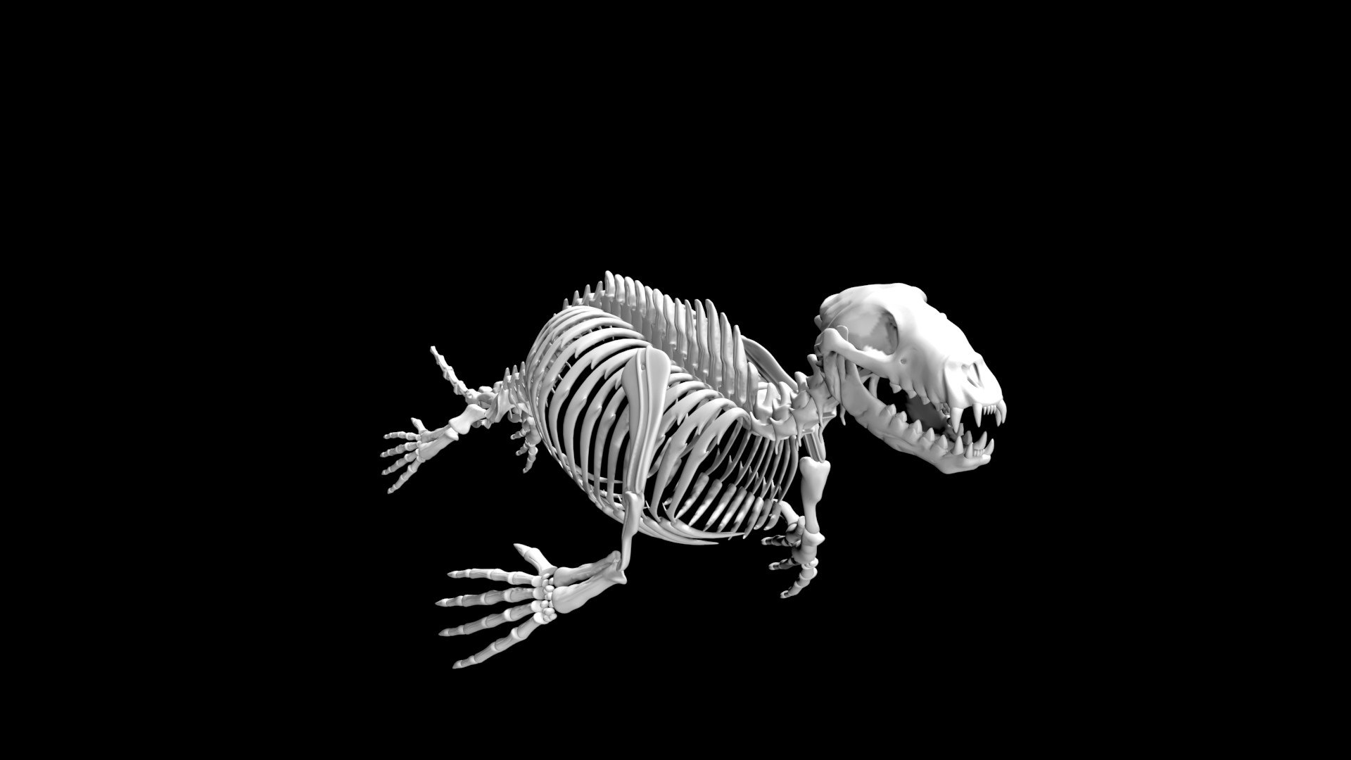 Seal Skeleton Model - TurboSquid 1886444