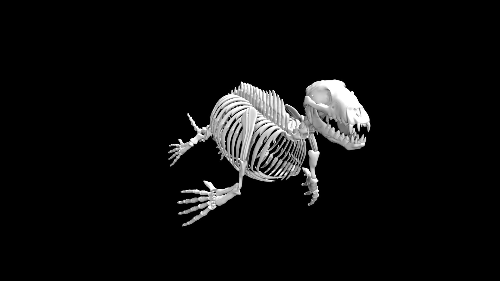 Seal Skeleton Model - TurboSquid 1886444