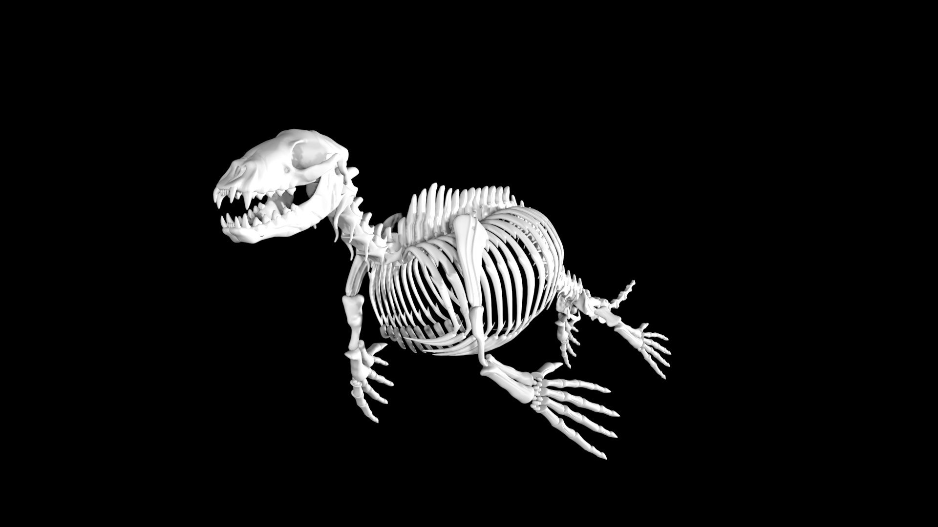 Seal Skeleton Model - TurboSquid 1886444