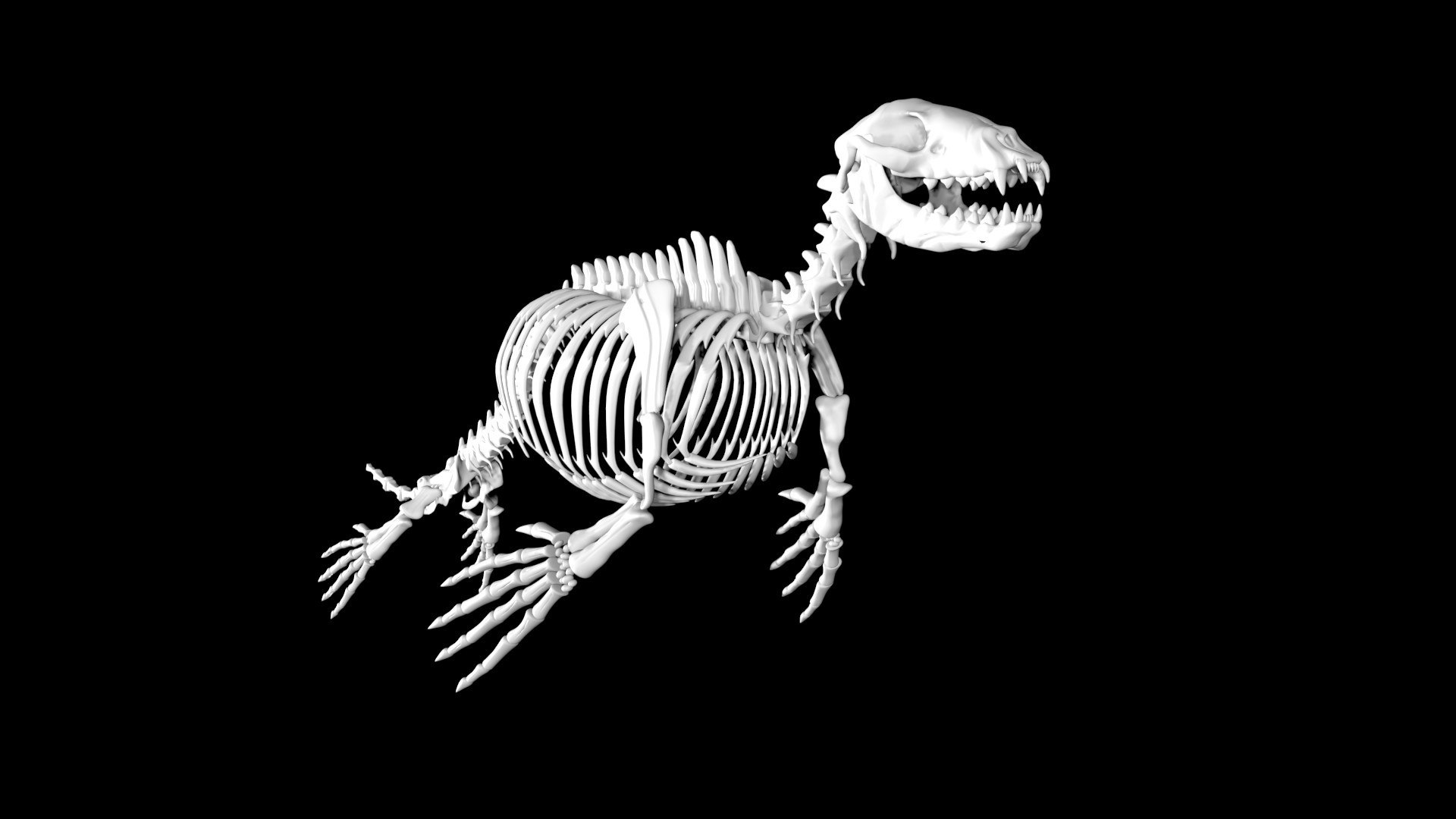 Seal Skeleton Model - TurboSquid 1886444