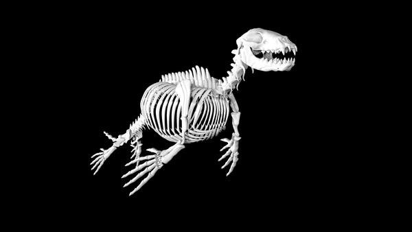 modelo 3d esqueleto de foca - TurboSquid 1886444