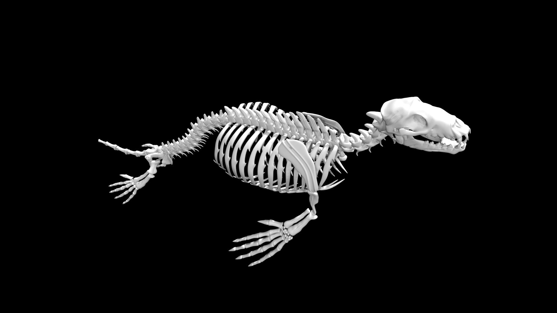 Seal Skeleton Model - TurboSquid 1886444