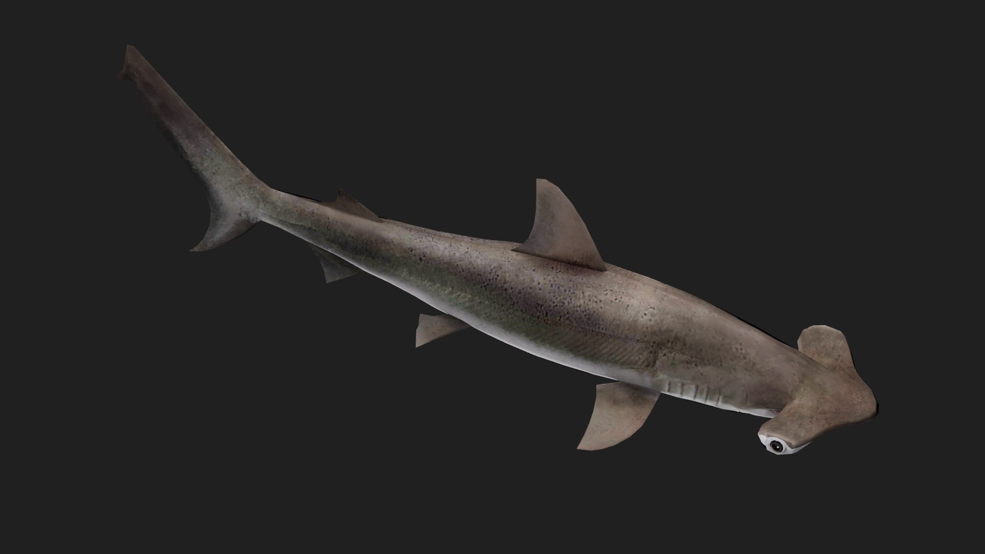 Hammerhead 3D - TurboSquid 2121549