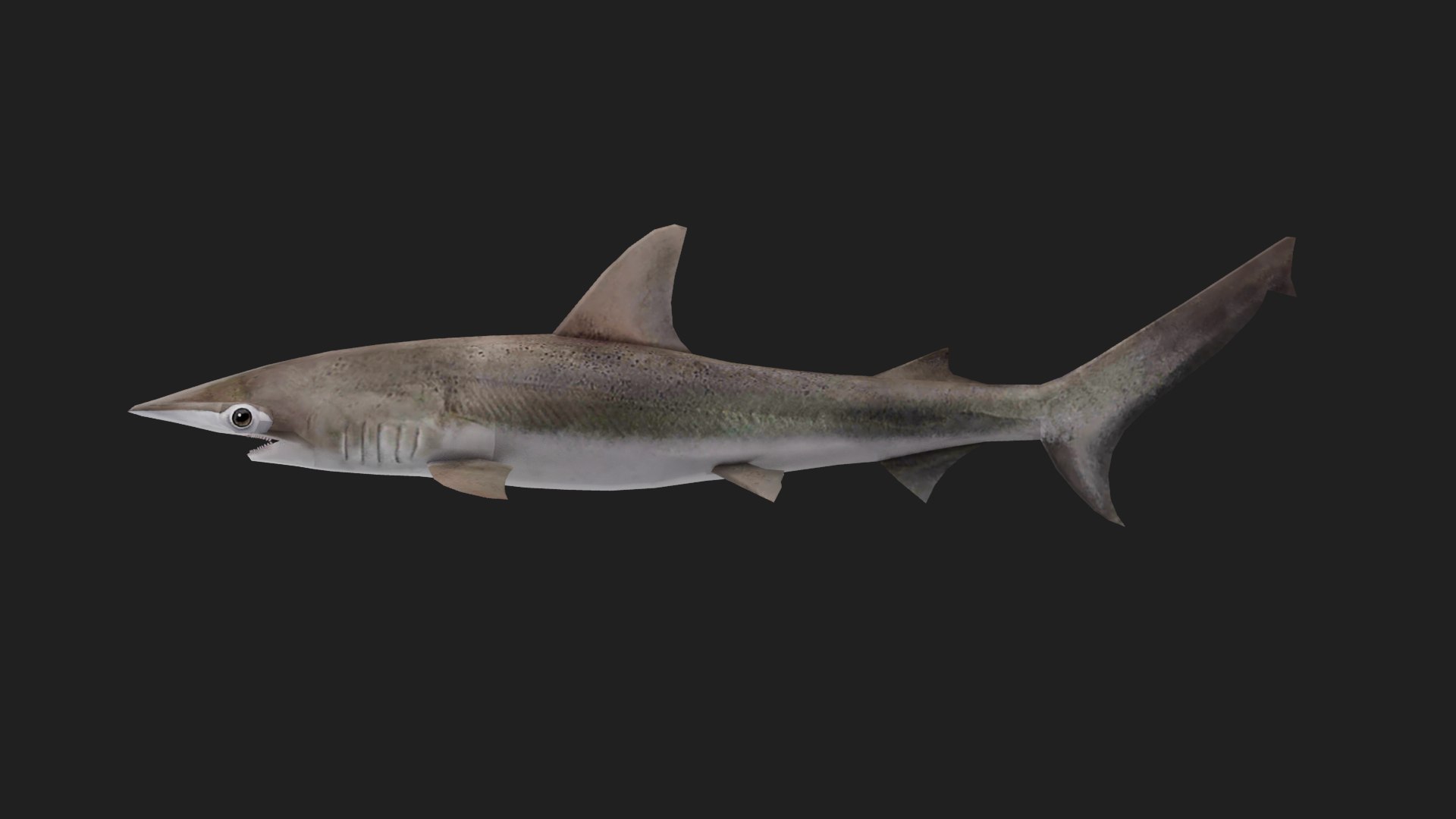 Hammerhead 3D - TurboSquid 2121549