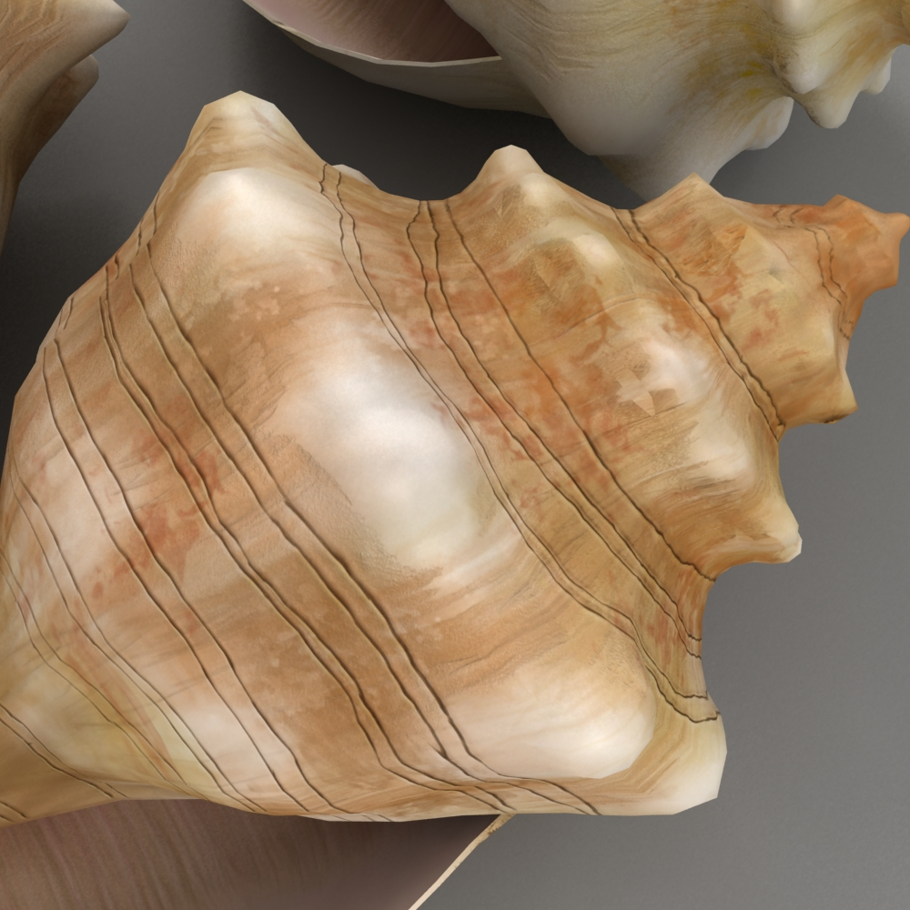 conch shell 3d model