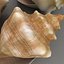 Conch Shell 3d Model