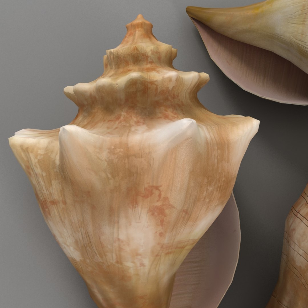 Conch Shell 3d Model