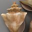 Conch Shell 3d Model