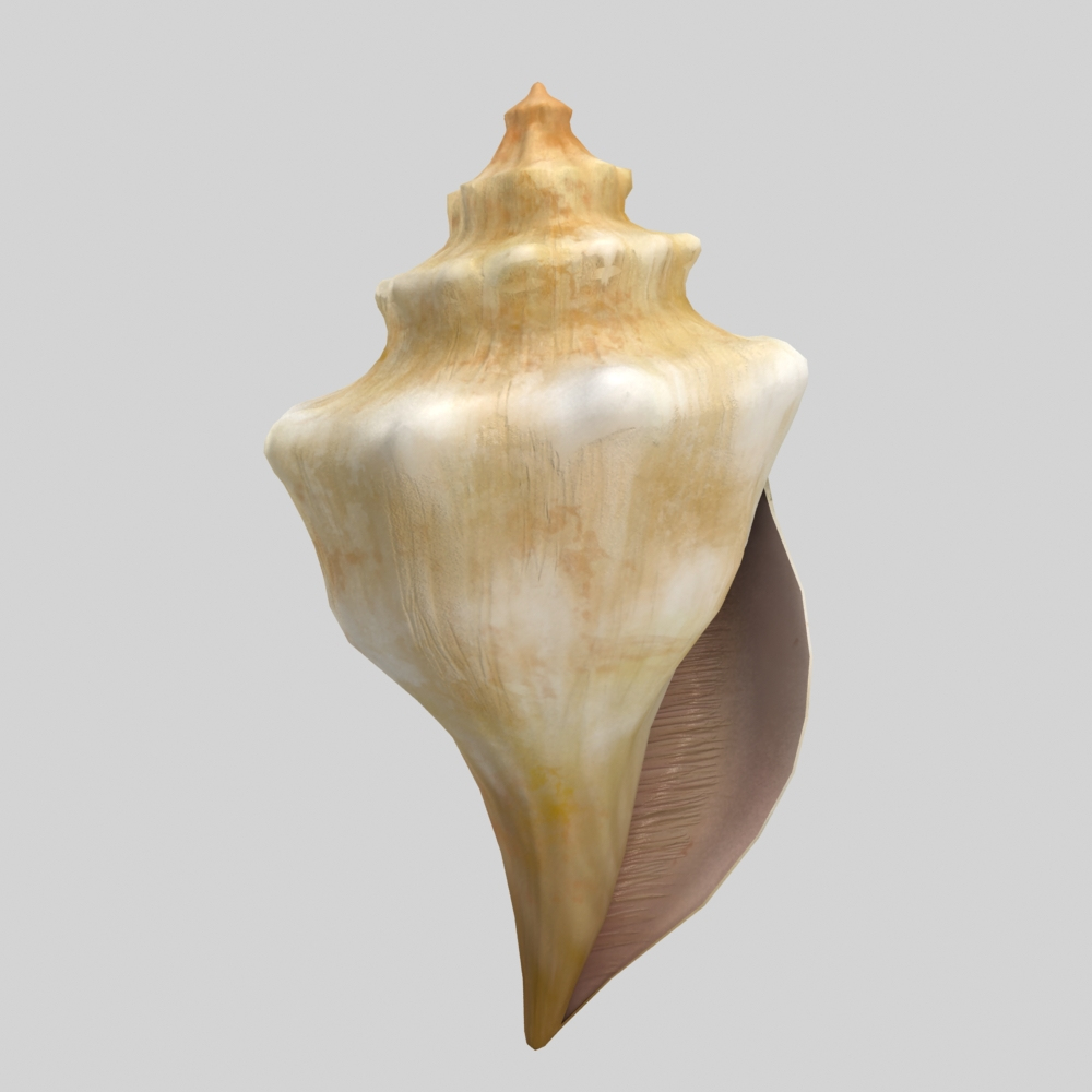 modelo 3d caracola - TurboSquid 923139