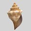 Conch Shell 3d Model