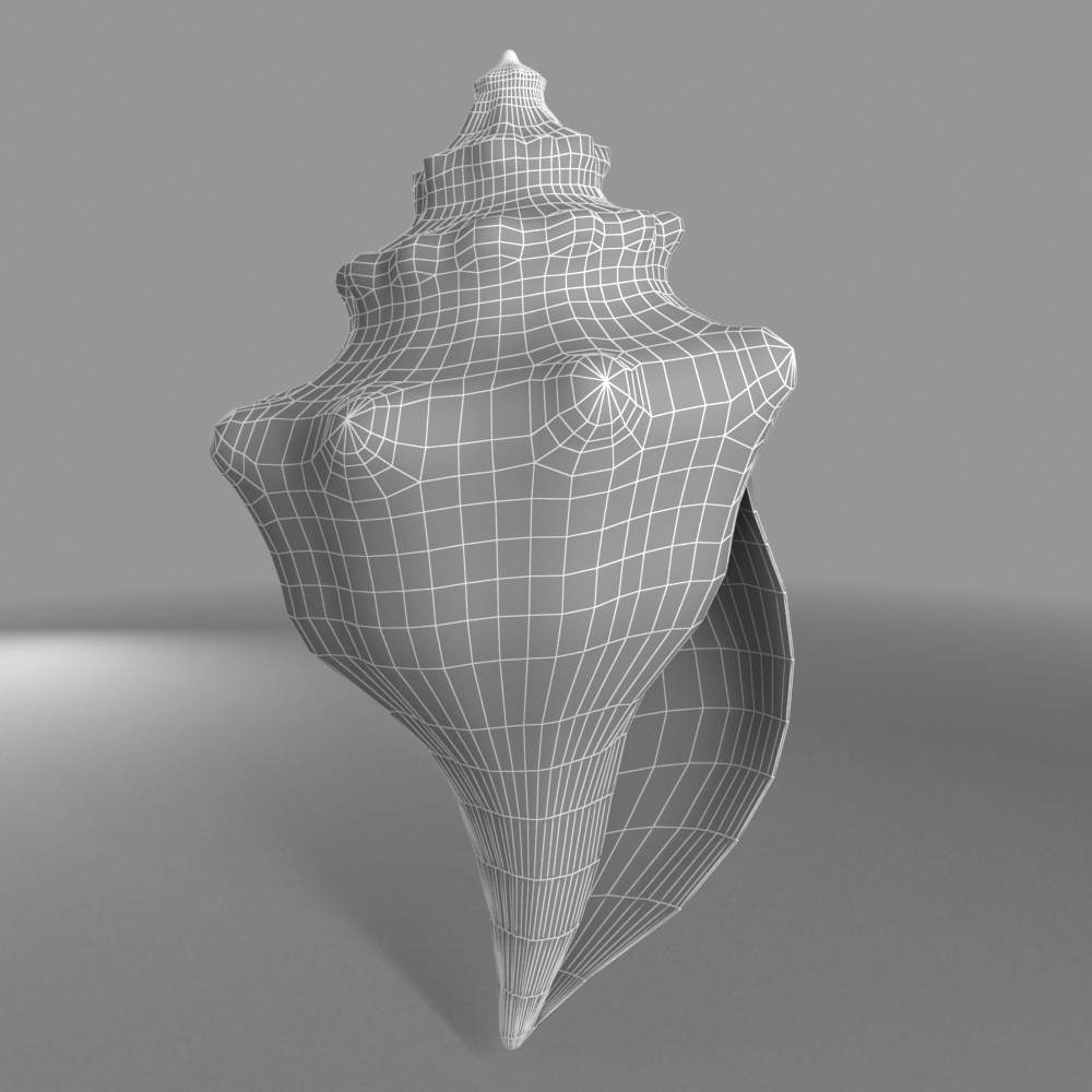 conch shell 3d model
