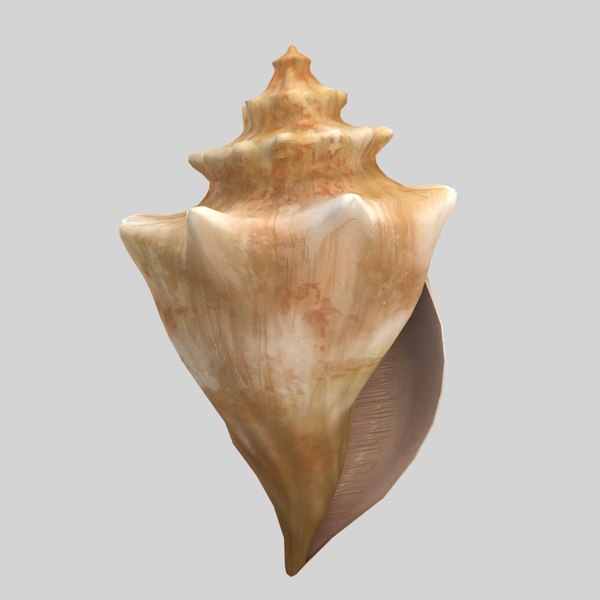 conch shell 3d model