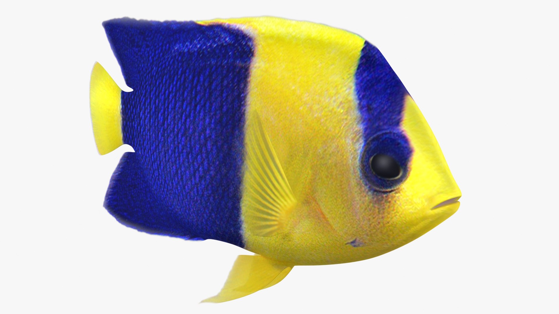 3D bicolor angelfish animation - TurboSquid 1516485