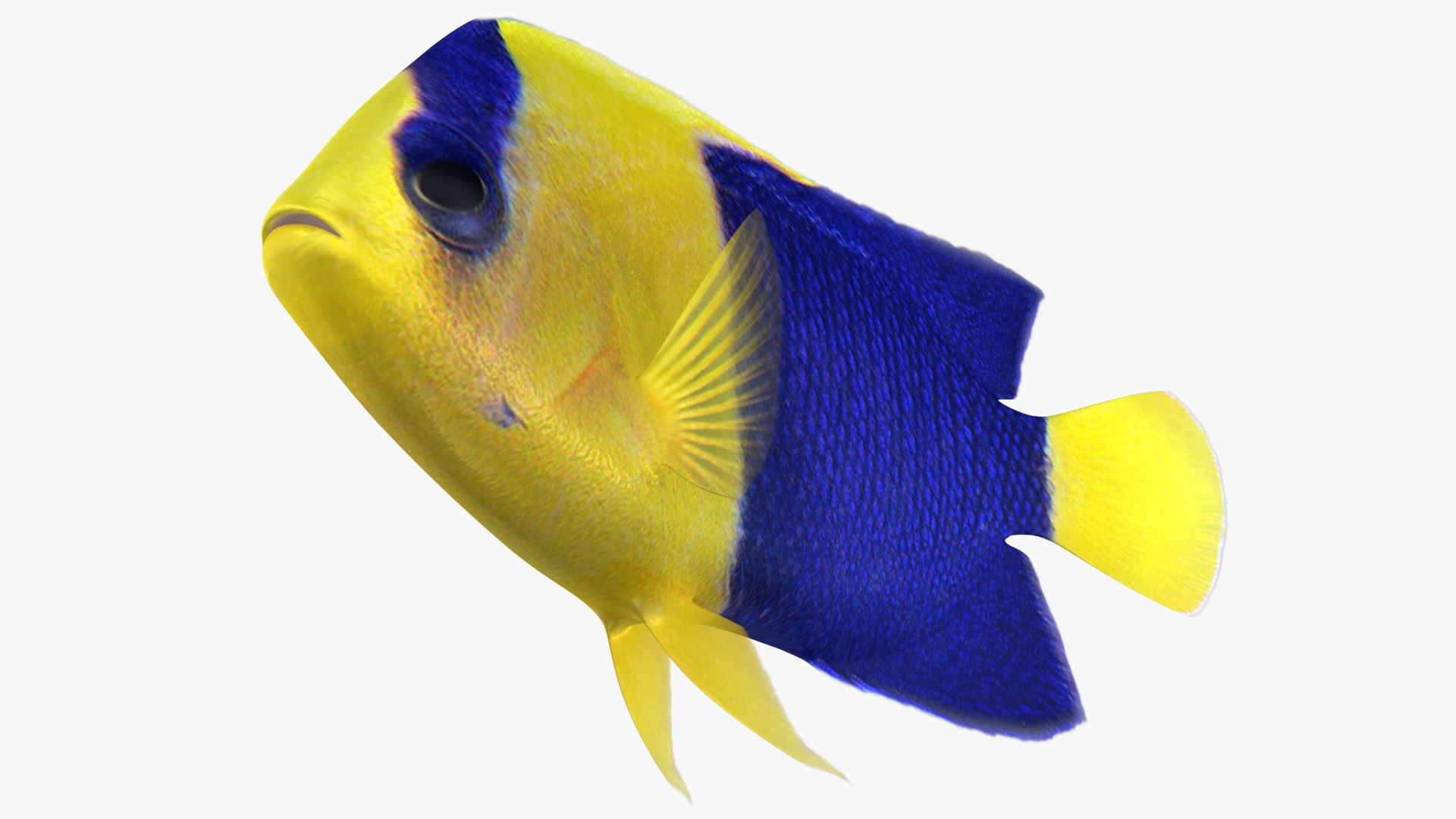 3D Bicolor Angelfish Animation - TurboSquid 1516485