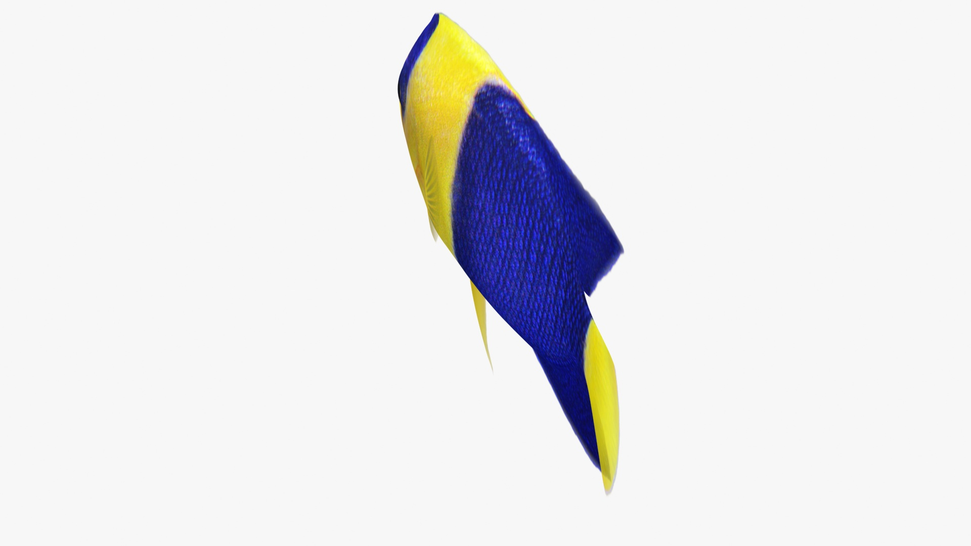 3D Bicolor Angelfish Animation - TurboSquid 1516485
