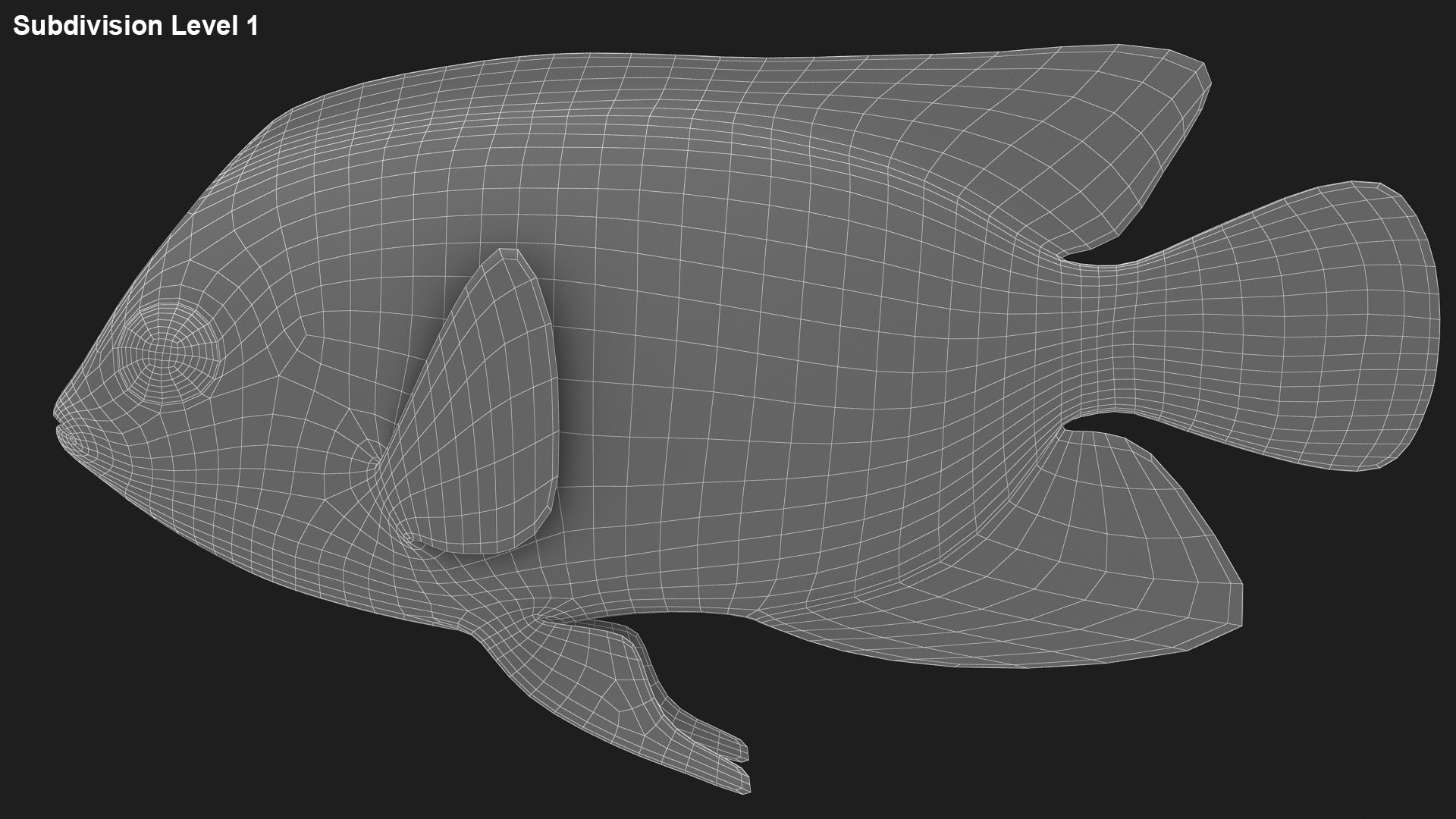 3D bicolor angelfish animation - TurboSquid 1516485