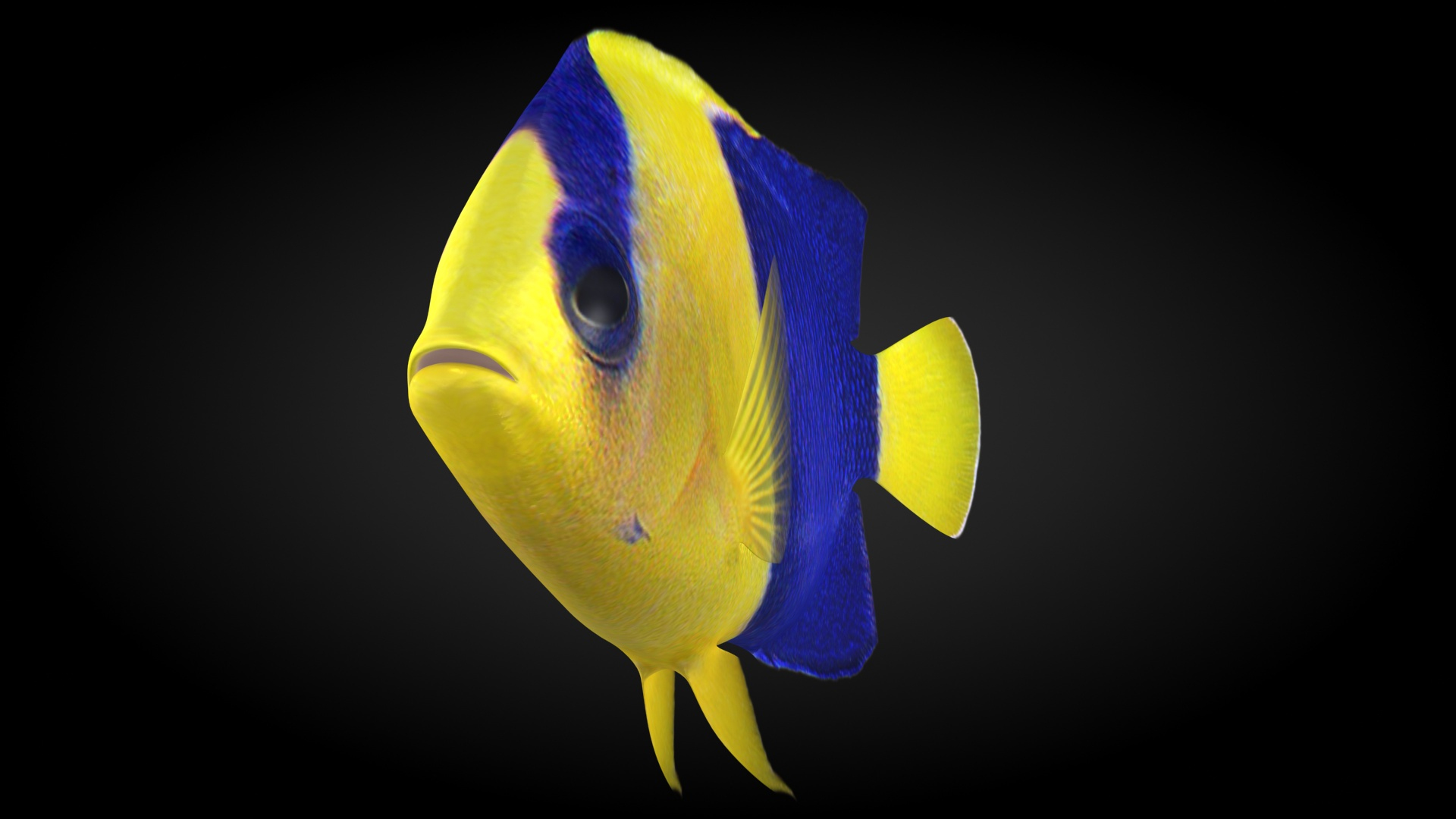 3D Bicolor Angelfish Animation - TurboSquid 1516485