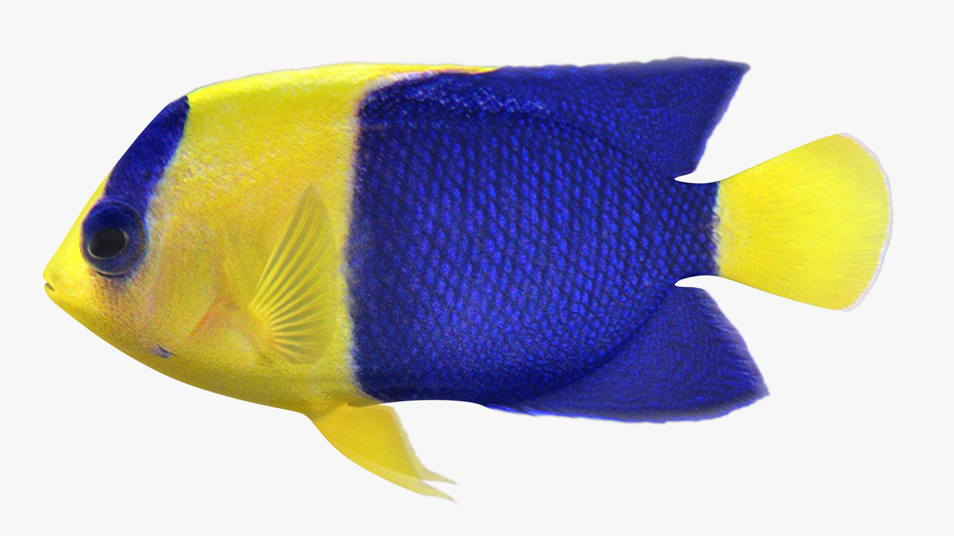 3D Bicolor Angelfish Animation - TurboSquid 1516485