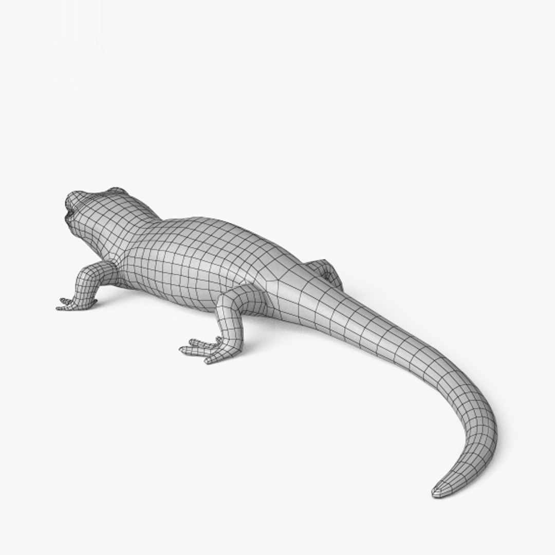 Salamander Amphibian Animal 3D Model - TurboSquid 1427603