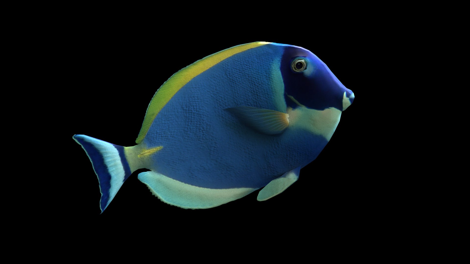 Fish Pack 21 - Coral Bay model - TurboSquid 2065507