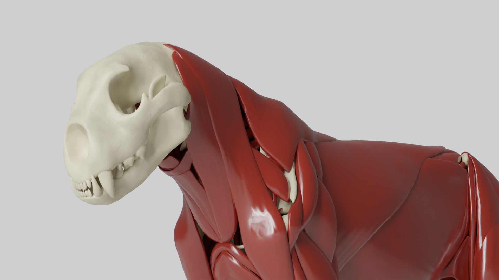 3D Sculpture Lion Anatomy Skeleton Model - TurboSquid 1563765
