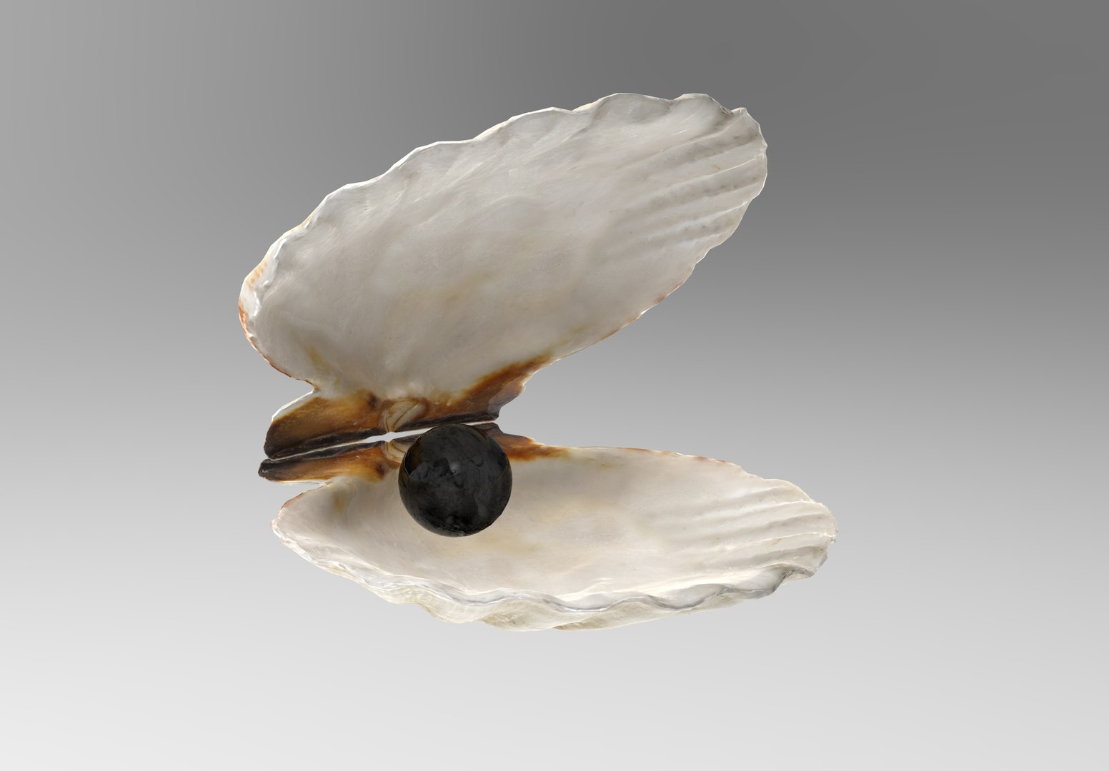 3D model Sea Shells set - TurboSquid 1959830