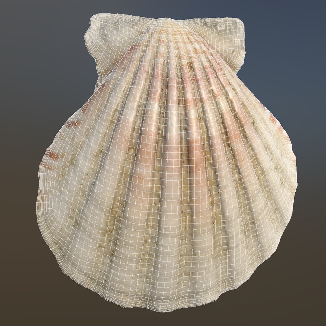 3D model Sea Shells set - TurboSquid 1959830