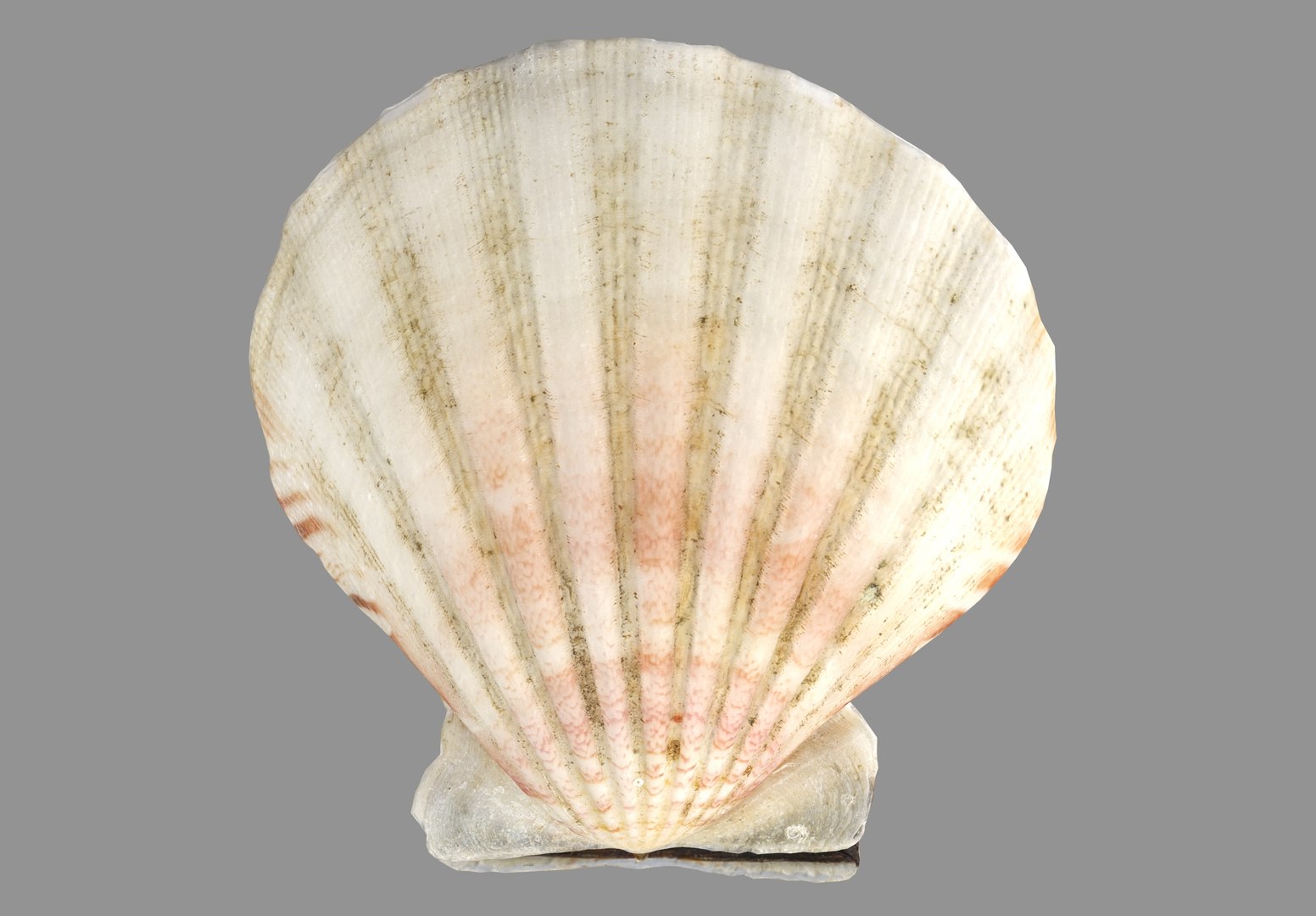 3D model Sea Shells set - TurboSquid 1959830