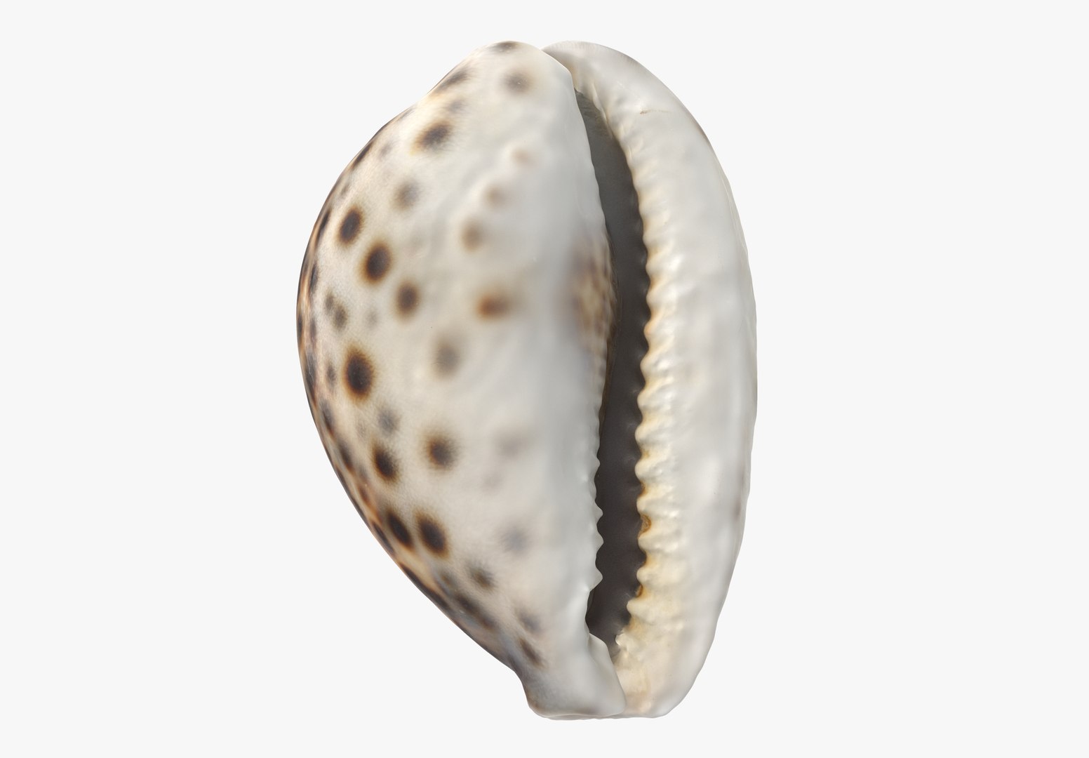 3D model Sea Shells set - TurboSquid 1959830