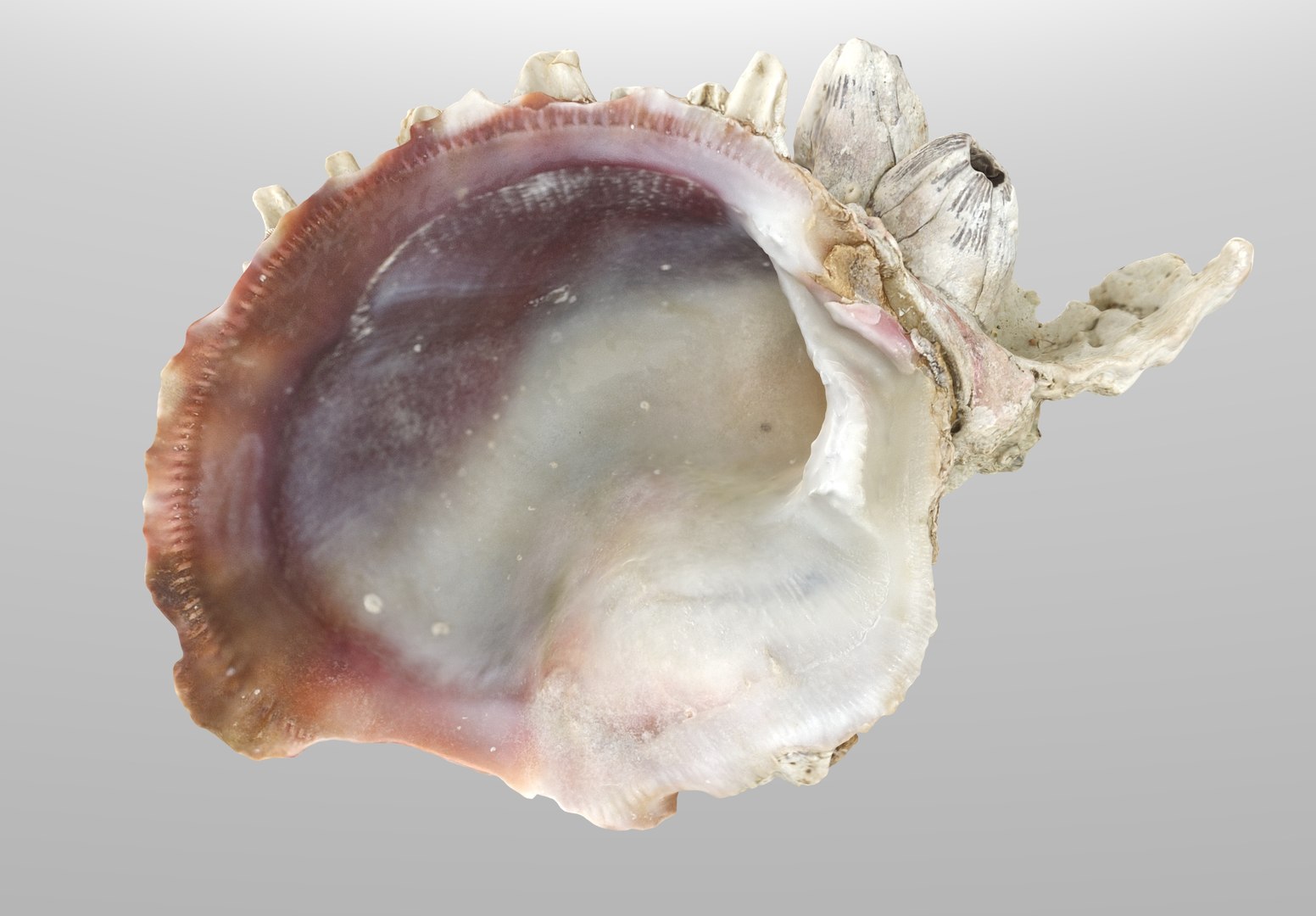 3D Model Sea Shells Set - TurboSquid 1959830
