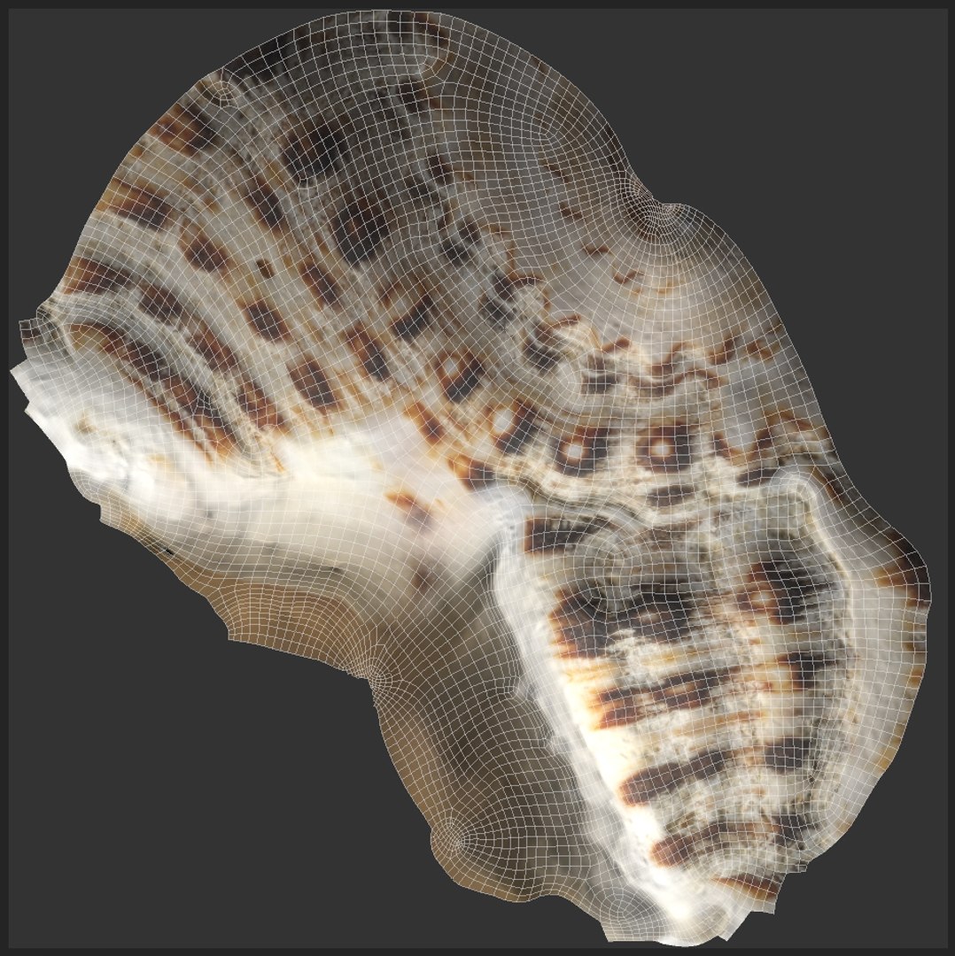 3D Model Sea Shells Set - TurboSquid 1959830