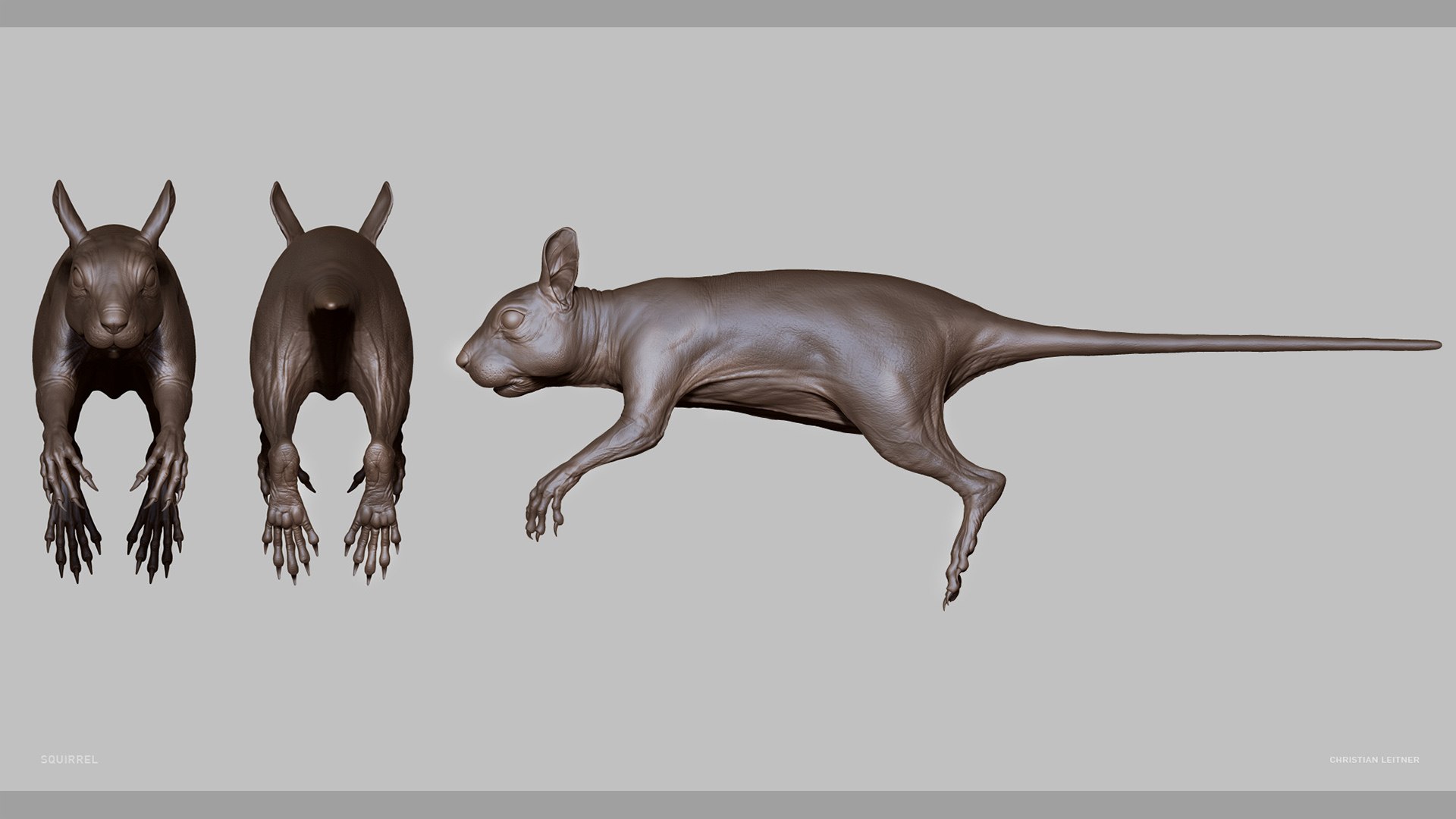 3D Squirrel Model - TurboSquid 1791085