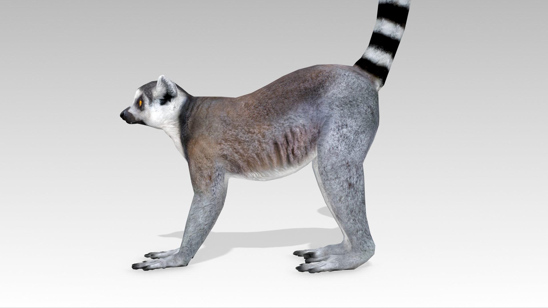Ring-tailed Lemur 3D Model - TurboSquid 2063611