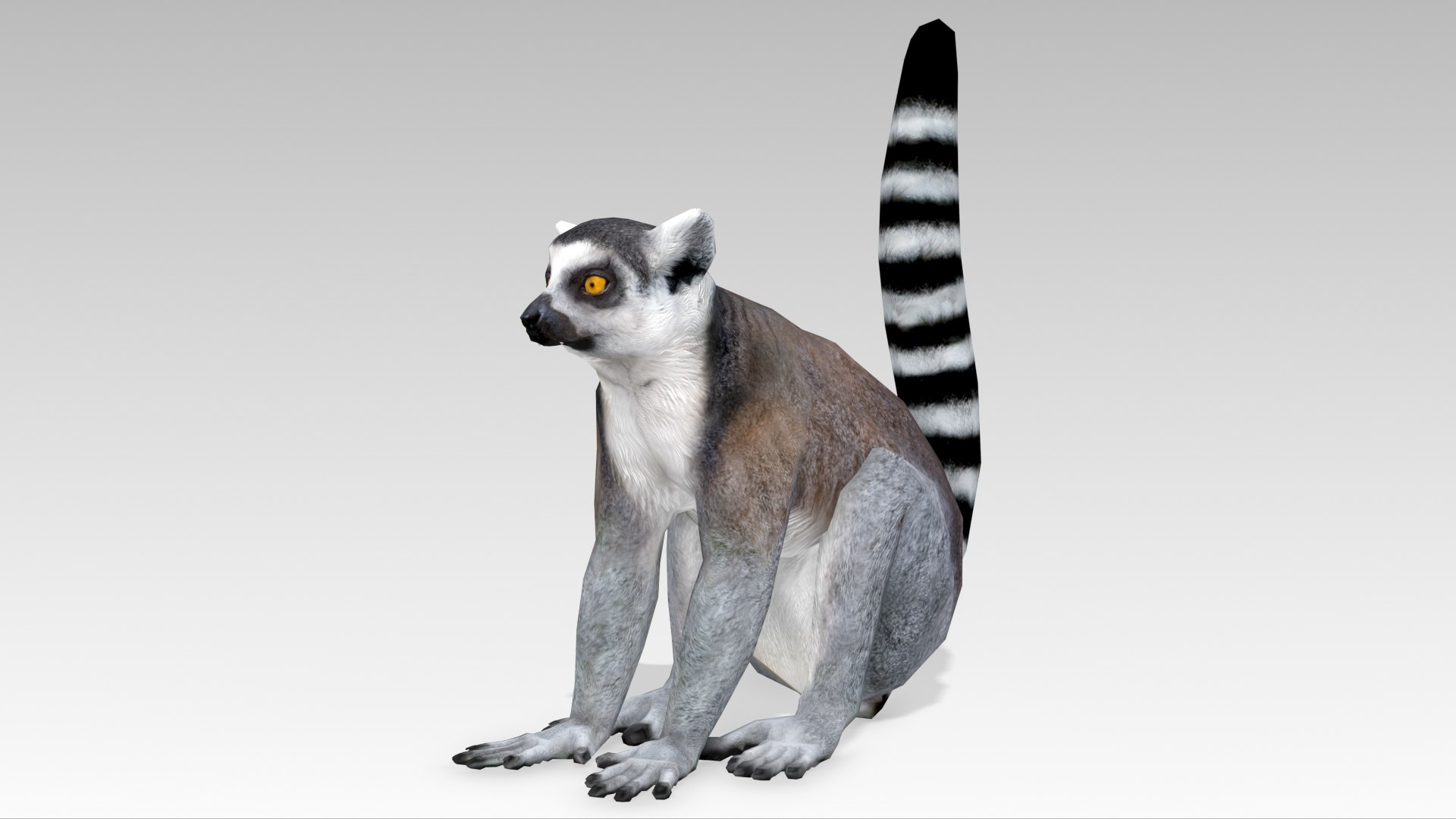 Ring-tailed Lemur 3D Model - TurboSquid 2063611