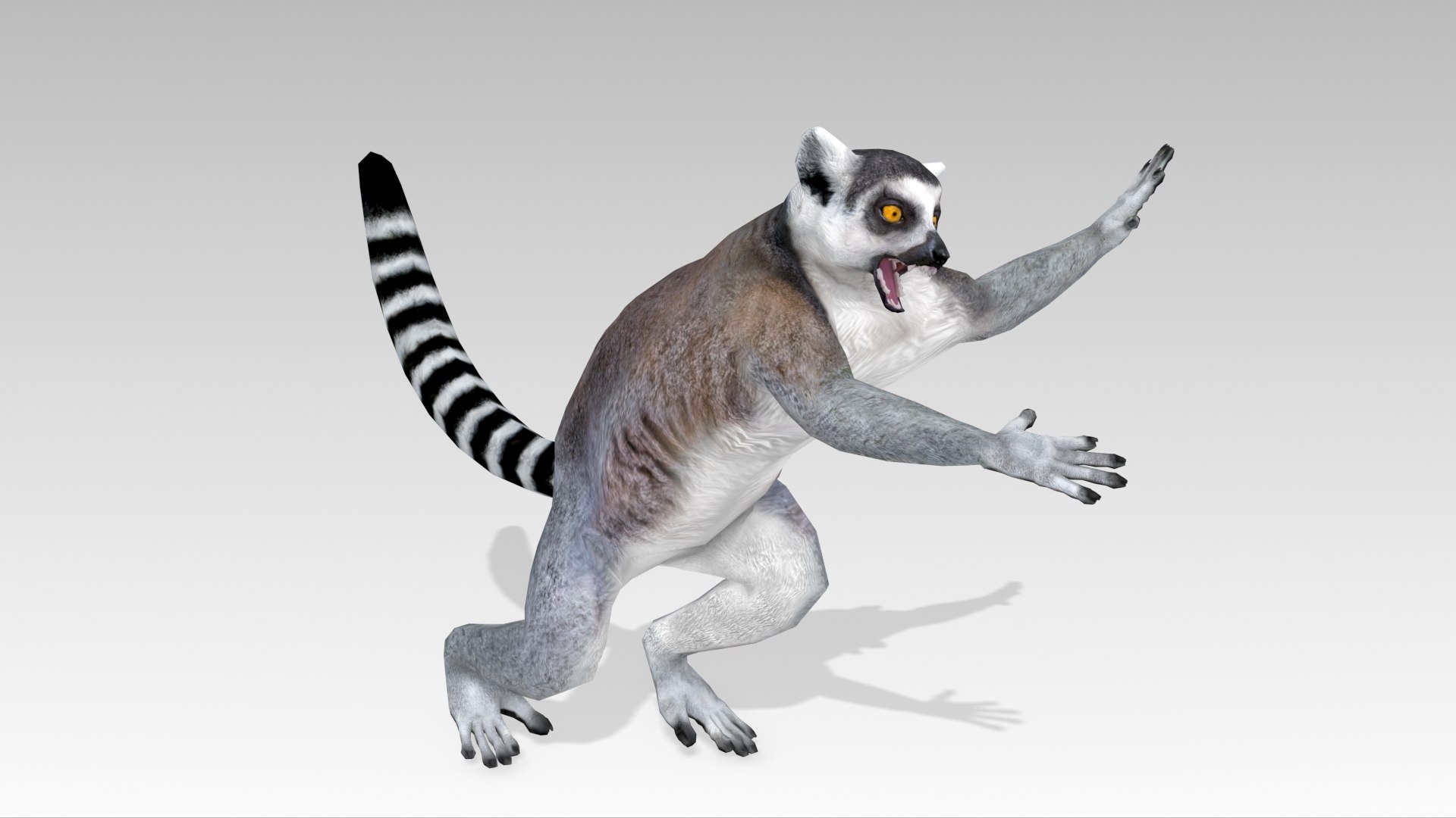 Ring-tailed Lemur 3D Model - TurboSquid 2063611