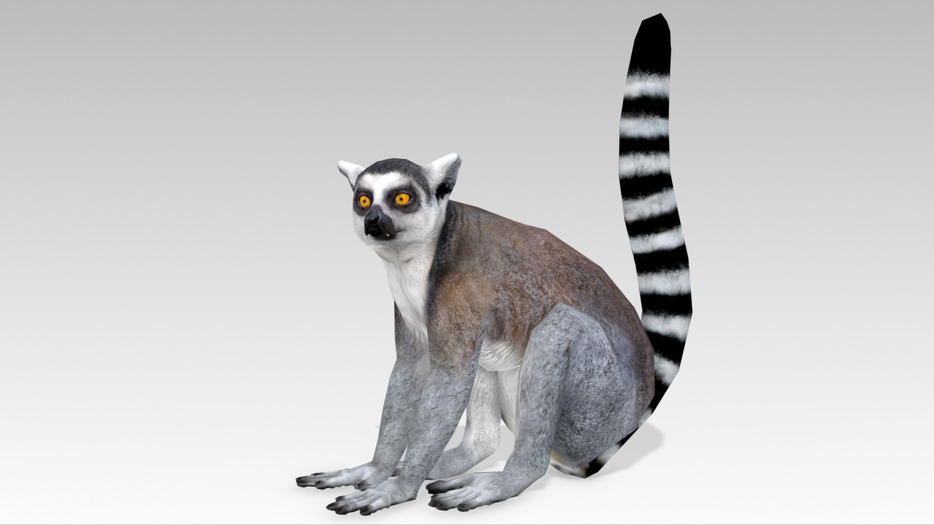Ring-tailed Lemur 3D Model - TurboSquid 2063611