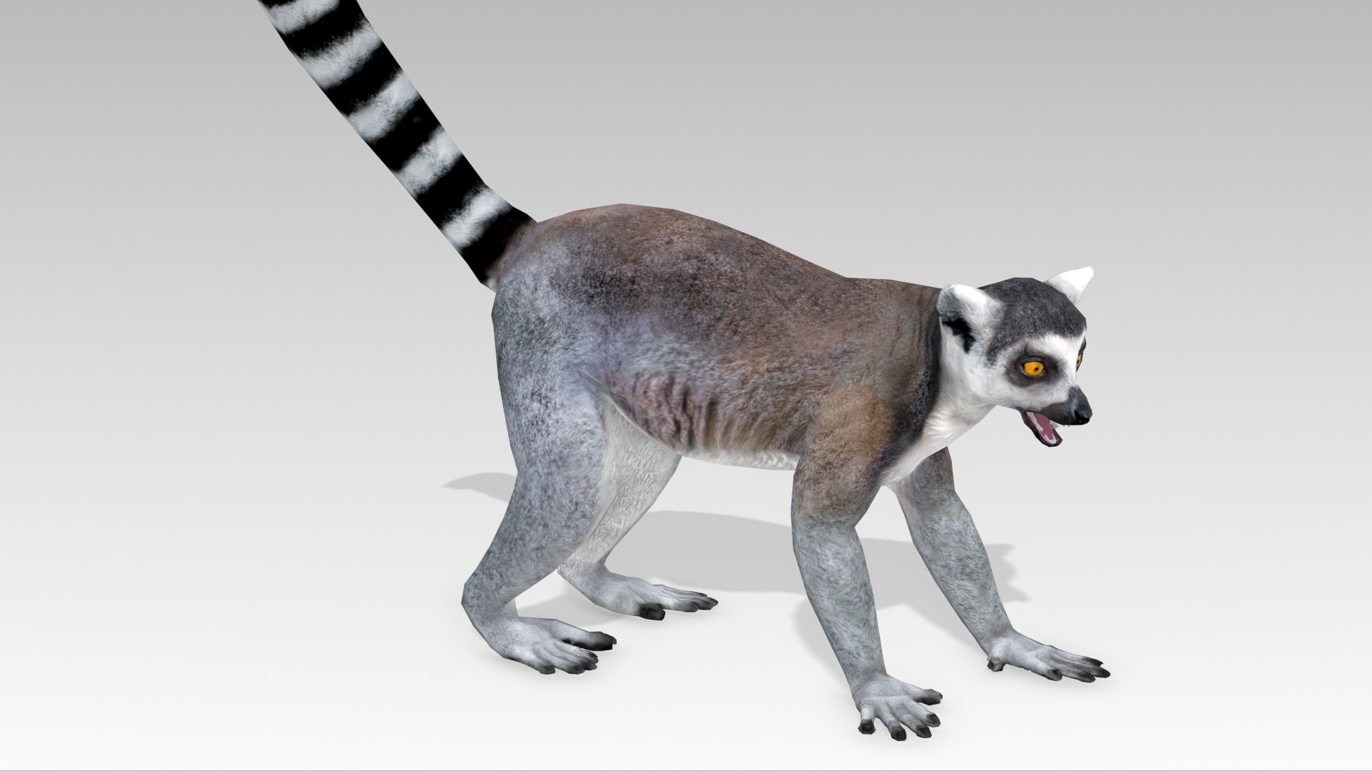 Ring-tailed Lemur 3D Model - TurboSquid 2063611