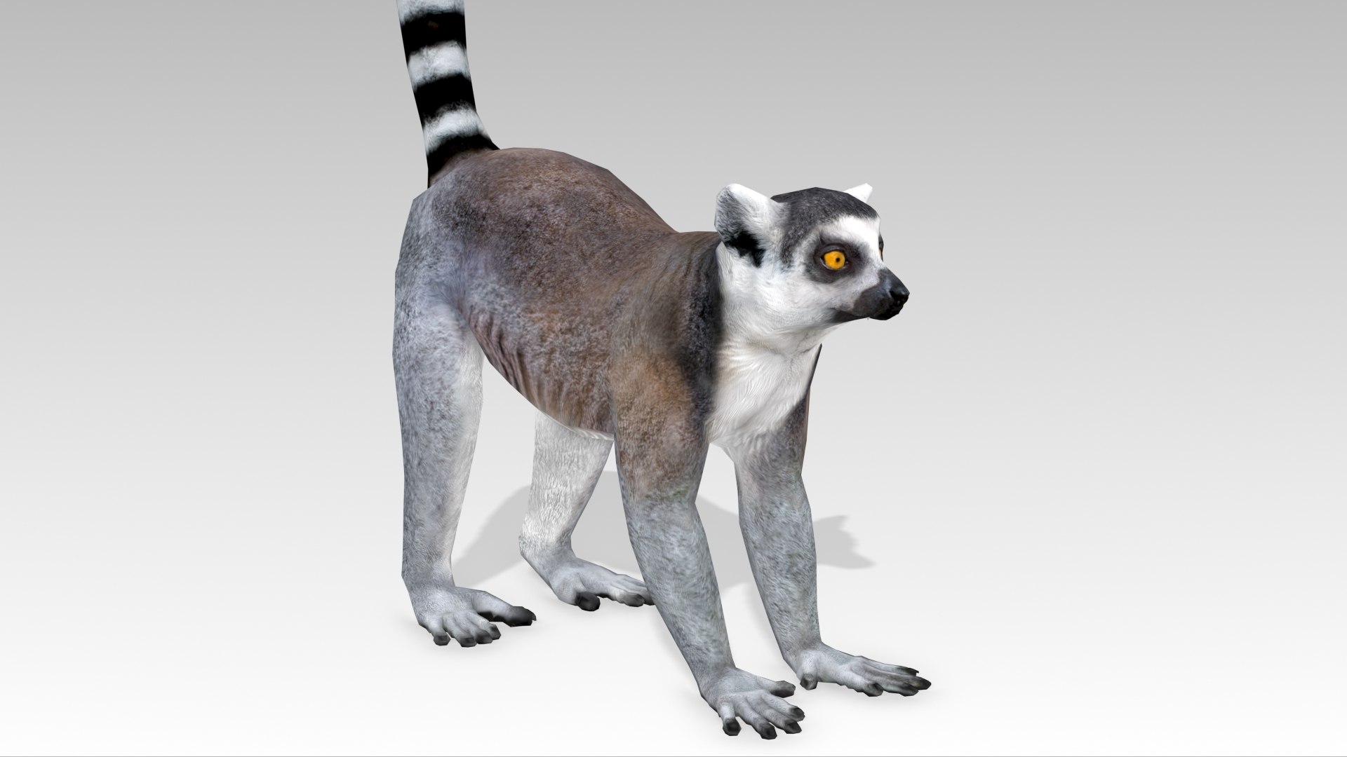 Ring-tailed Lemur 3D Model - TurboSquid 2063611